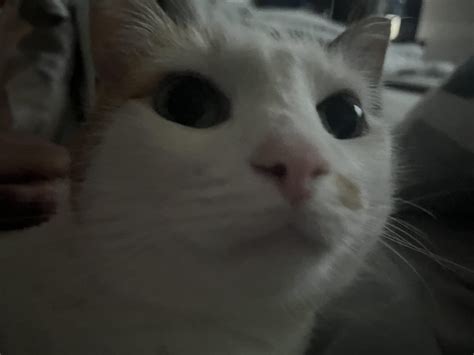 Pictures Of My Big Hairy Pussy Rteenagers