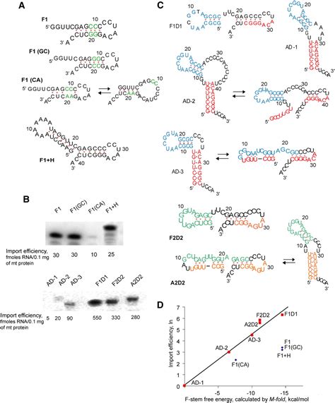 Selection Of Rna Aptamers Imported Into Yeast And Human Mitochondria