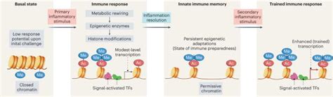 Innate Immune Memory Trained Immunity And Nomenclature Clarification