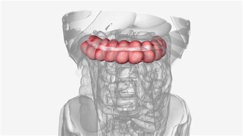 The Transverse Colon Is A Section Of The Large Intestine That Runs
