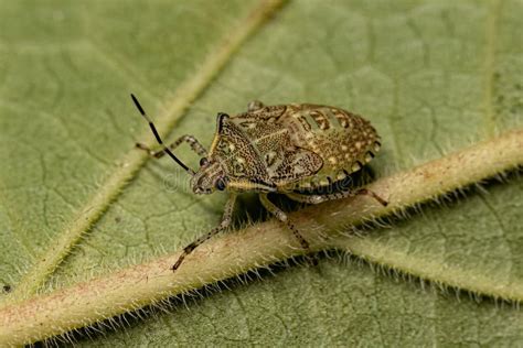 Stink Bug Nymph Stock Image Image Of Nature Fauna 255484053