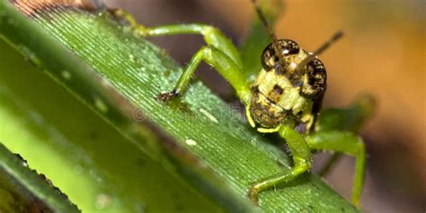 Grasshopper Tropical Rainforest Costa Rica Stock Image Image Of