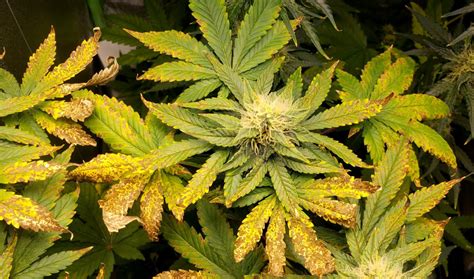 Cannabis Plant Problems And Solutions