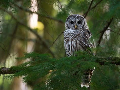 How Big Are Barred Owls Wingspan Size Birdfact