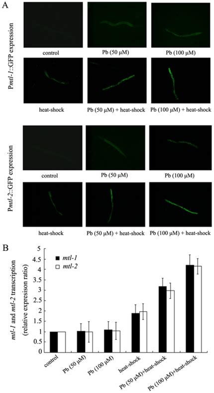 A Induction Of Green Fluorescence Protein In The Pmtl 1gfp And