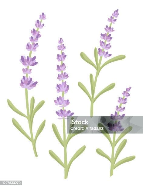 라벤더 꽃 여름 허브 천연 꽃다발 플랫 벡터 일러스트 레이 션 의 집합 흰색 배경에 고립 꽃 식물에 대한 스톡 벡터 아트 및 기타 이미지 꽃 식물 0명 개체 그룹