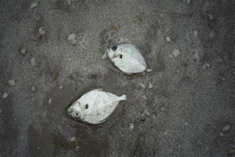 Free Images Sand Rock White Leaf Material 4896x3264 23546