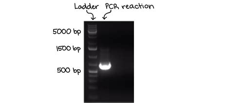 Gel Electrophoresis Well Explained Laboratory Insider