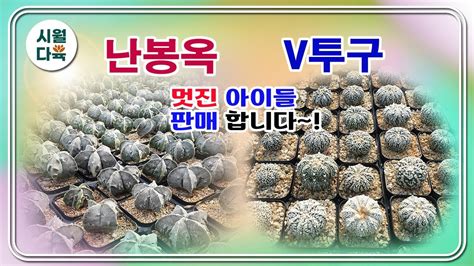 1월22일월요일🎄👍선인장 영상 💕구독👍좋아요💕부탁 드립니다🎄😍💕 Youtube