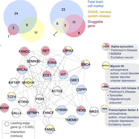 Pathway And Brain System And Disease Analysis For The Working Memory Download Scientific