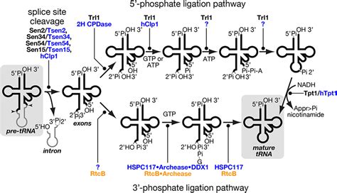 Frontiers Handling Trna Introns Archaeal Way And Eukaryotic Way