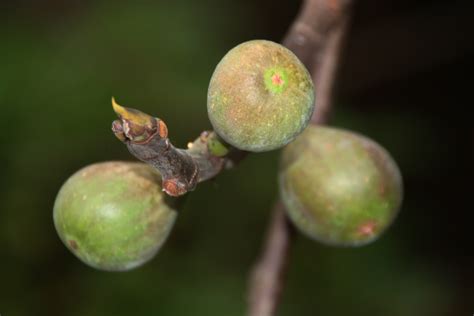 Images Gratuites Arbre La Nature Branche Fruit Baie Feuille