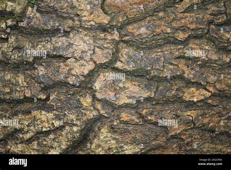 Structure Of A Tree Bark Stock Photo Alamy