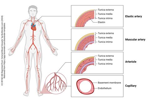 Elastic Artery Function Blood Vessels Ocr A Level Biology Revision