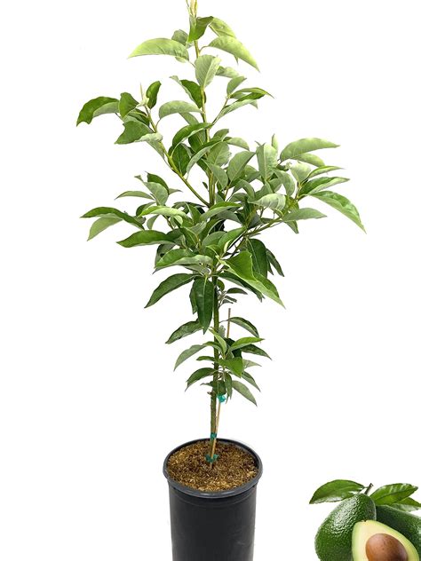 Guía Completa Sobre El Tamaño Ideal Del árbol De Aguacate Consejos Y