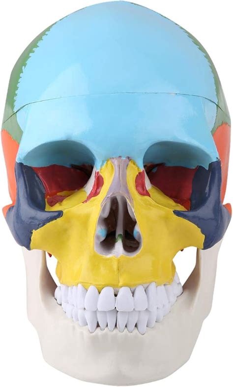 Amazon co jp 医療用人間の頭蓋骨モデル人間の頭蓋骨モデル頭蓋骨の解剖学的モデル絵画病院の頭蓋骨標本モデル 産業研究開発用品