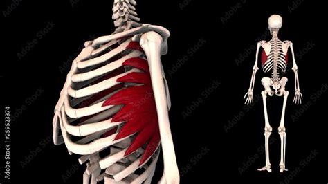 Serratus Anterior Real Color 3d Human Muscle Atlas Vídeo De Stock