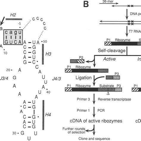 Hairpin Ribozyme And In Vitro Selection A Secondary Structure Model