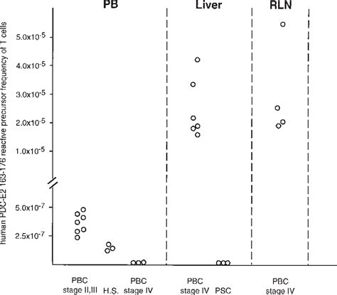 Structure Of Hepatic Lymph Node Semantic Scholar