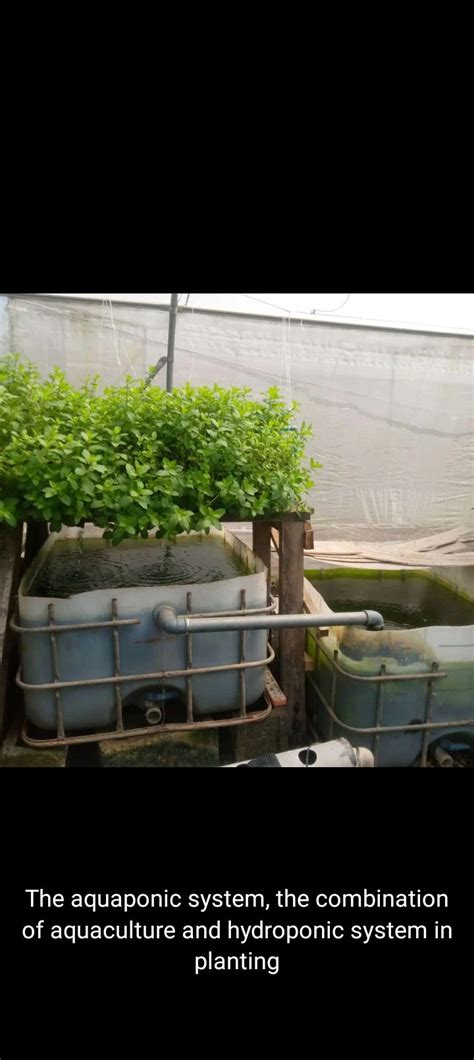 Emmanuel Ayelabola On Linkedin Yasprogram Agribusiness Sustainableagriculture Agriculture