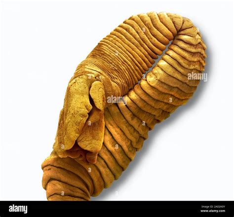 Seal Tapeworm Coloured Scanning Electron Micrograph Sem Of A Tapeworm Diphyllobothrium From