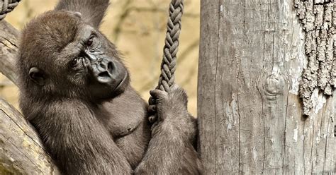 The 800lb Gorilla Has Added Several Zeroes (8,000,000,000) | Peter ...
