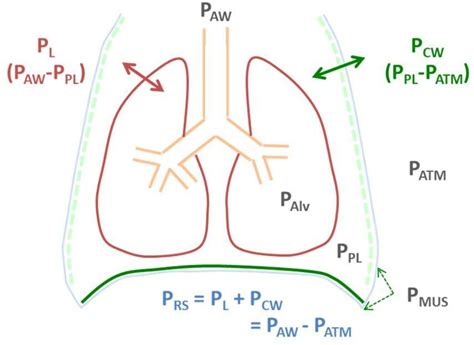 Intrapleural Pressure Cycle