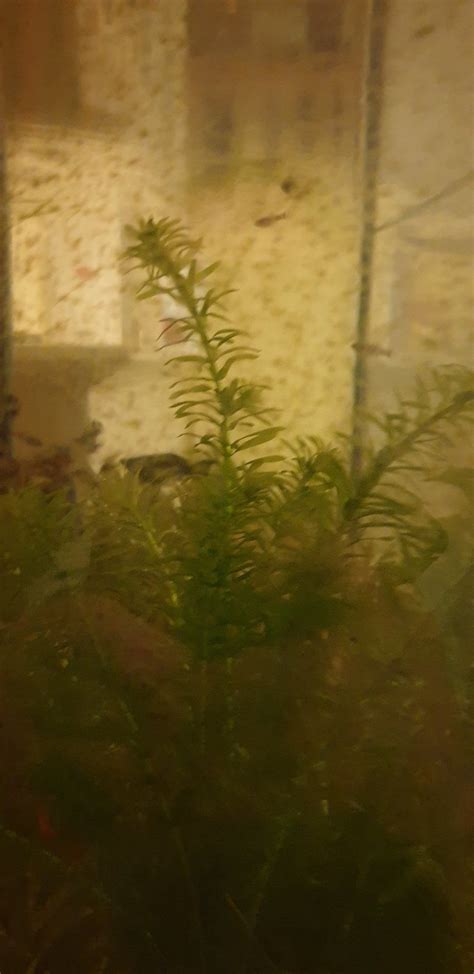 Help Please Dead Platy Autopsy Photos Please Do Not Look If They Could