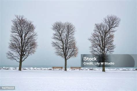 스노우데이의 미시간 호수에 있는 세 그루의 나무와 두 개의 의자 0명에 대한 스톡 사진 및 기타 이미지 0명 3가지 개체