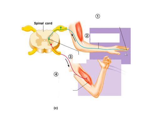 Polysynaptic Reflex Arc Quiz