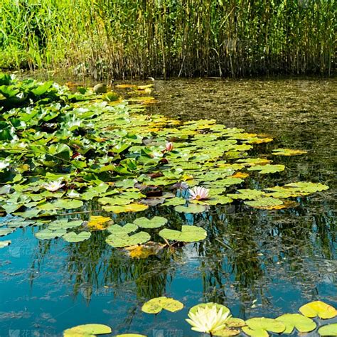 莲花，礼花素材 花瓣网