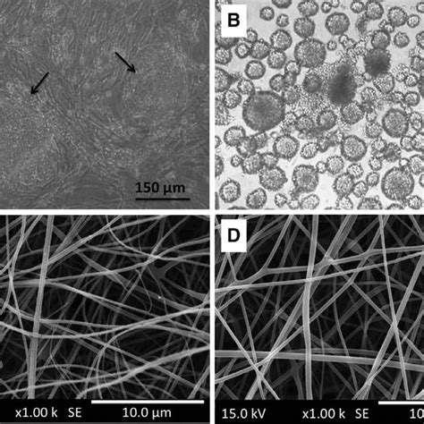 Protein Adsorption And Cell Attachment Protein Adsorption Assay Of