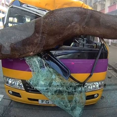 Tree Crashes Onto School Bus And Cars In Hong Kong Driver And Passenger Narrowly Escape Serious