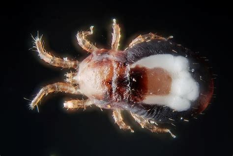 Bird Mite Secondary Pest Insect Infestation Spii What To Do