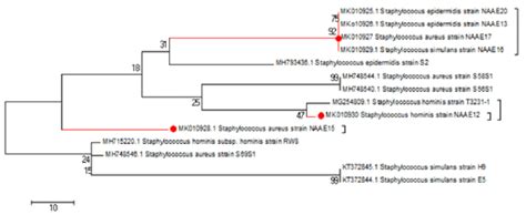 Phytogenic Relationship Of Isolated Staphylococcus Red Color To