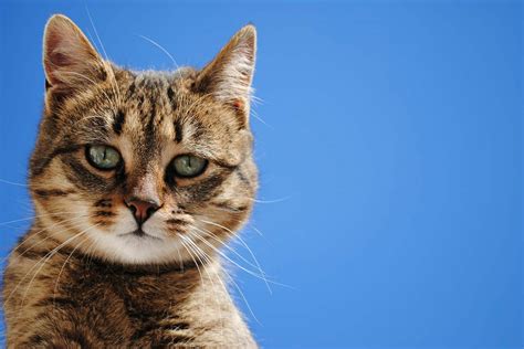 Eyelash Disorders In Cats Symptoms Causes Diagnosis Treatment
