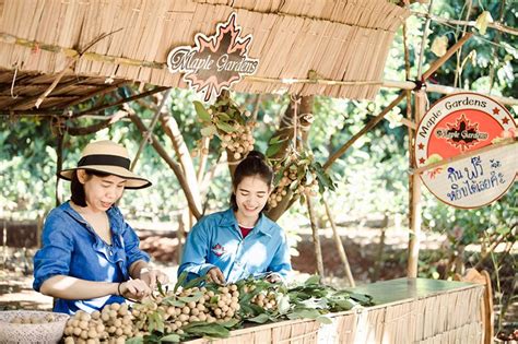 สวนเมเปิ้ล จ กาญจนบุรี เปิดสวนจัดงานบุฟเฟ่ต์ลำไยและสวนดอกไม้