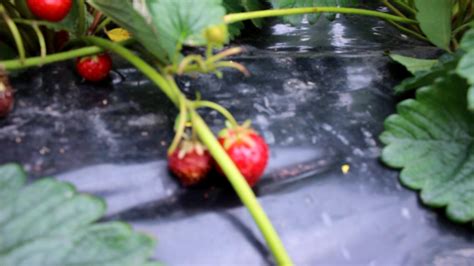 strawberry rippness object detection dataset by arab academy for