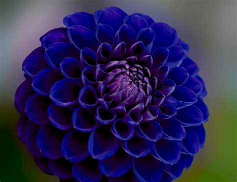 Royal Blue Flowers Hd Wallpapers Top Free Royal Blue Flowers Hd