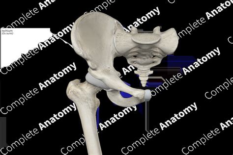 Ischium Complete Anatomy