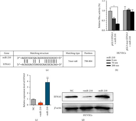 Hypoxia Induced Mir 210 Promotes Endothelial Cell Permeability And