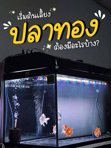 🐟 เลี้ยงปลาทอง 🐟 มีอะไรบ้าง ️ แกลเลอรีที่โพสต์โดย ปลายฟ้า ปลาทอง Lemon8