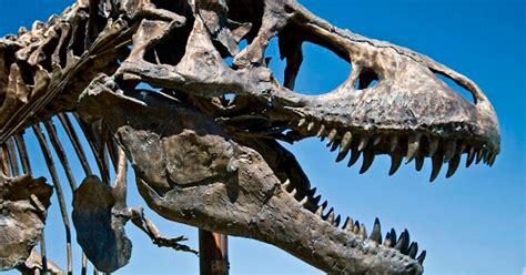 Cráneo de T Rex de hace 76 millones de años será subastado en NY