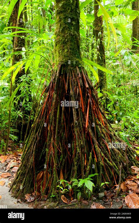 Why Do Tree Roots Grow Above Ground At Leonard Munch Blog