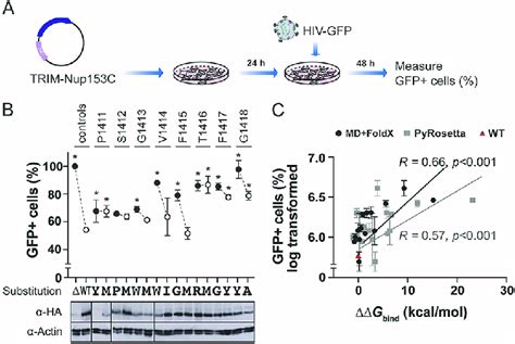 Molecular Modeling Predicts The Effects Of Mutations In Nup153c On The