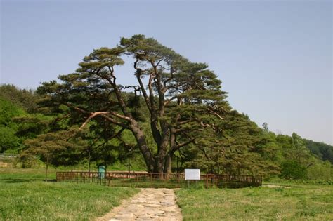 천년의 기억 천연기념물 나무 기행189 상주 상현리 반송