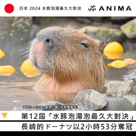 2024水豚泡湯泡最久大賽 名次出爐 Anima 阿尼尛 尛新聞