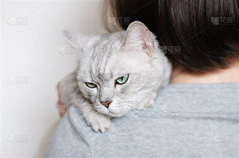 抱着灰猫的女人