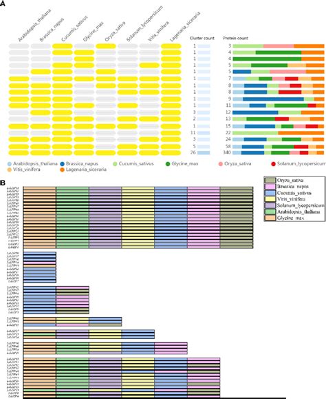 Comparative Analysis Of Orthologous Gene Clusters Among Multiple