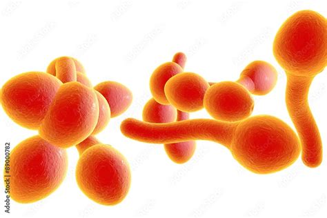 Digital Illustration Of Fungi Candida Albicans Which Cause Candidiasis
